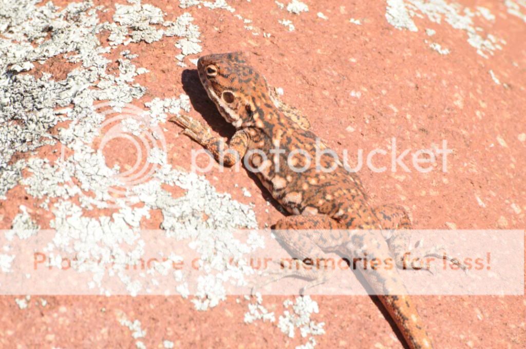 A little bit of South Australia, herp light unfortunately... - Field ...