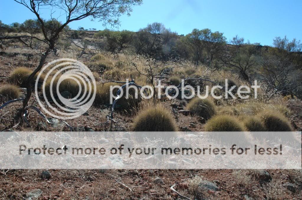 A little bit of South Australia, herp light unfortunately... - Field ...